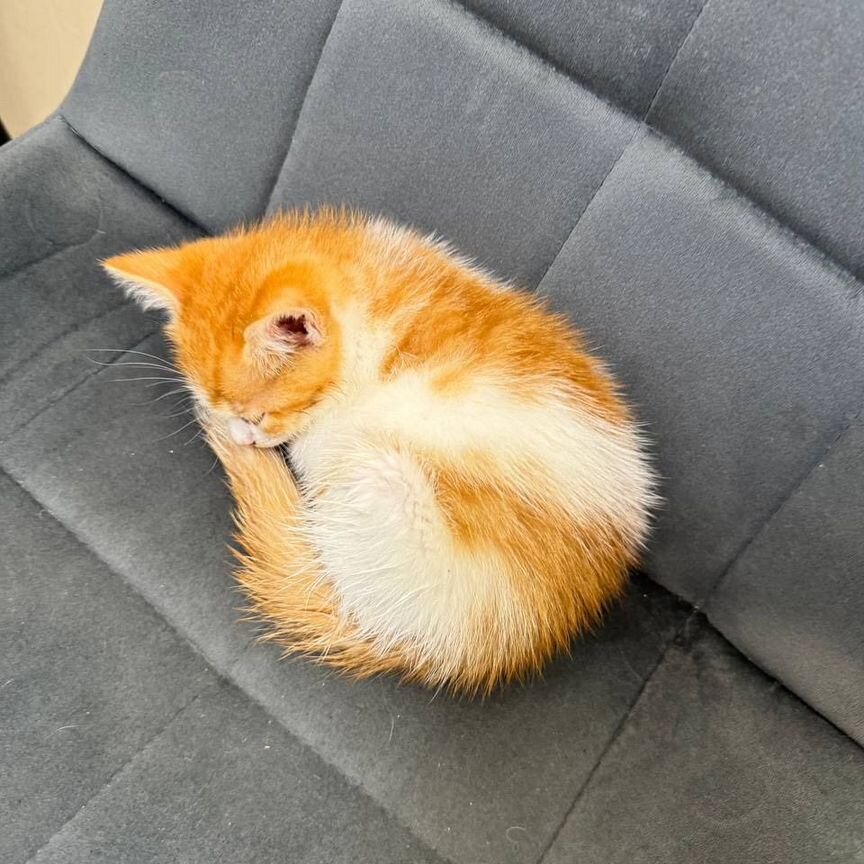 Рыжик ищет домик