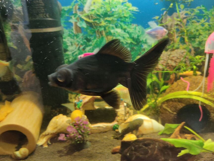 Рыба Телескоп для Аквариума