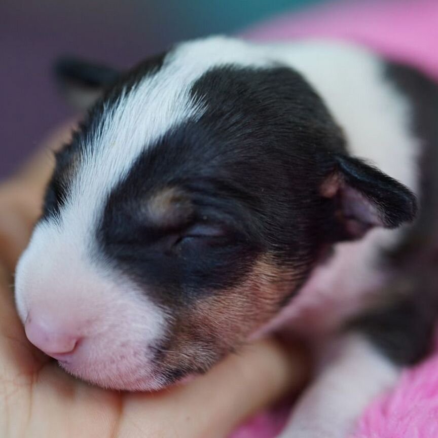 Мини-бультерьер, щенок