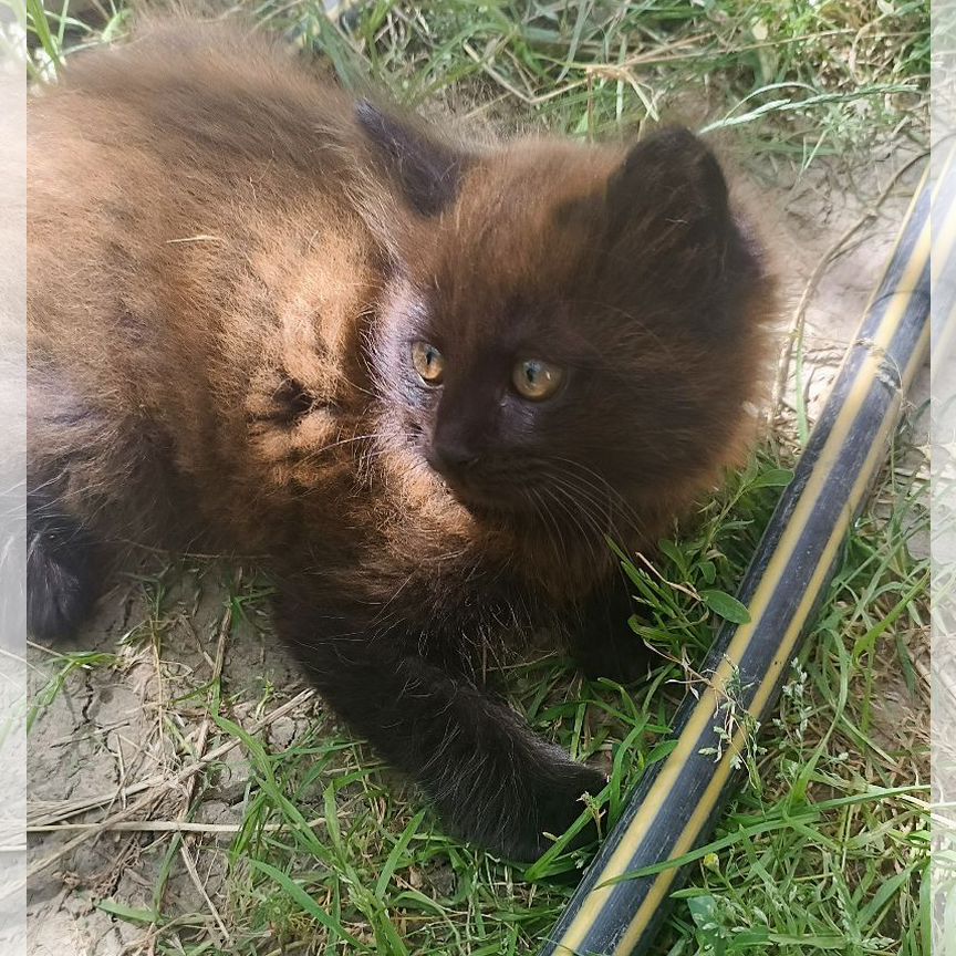 Кошка денежная, приносящая удачу