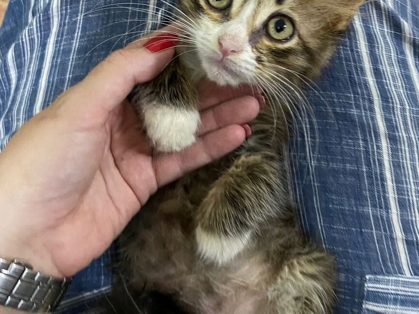 Очаровашка котёнок Хавроша