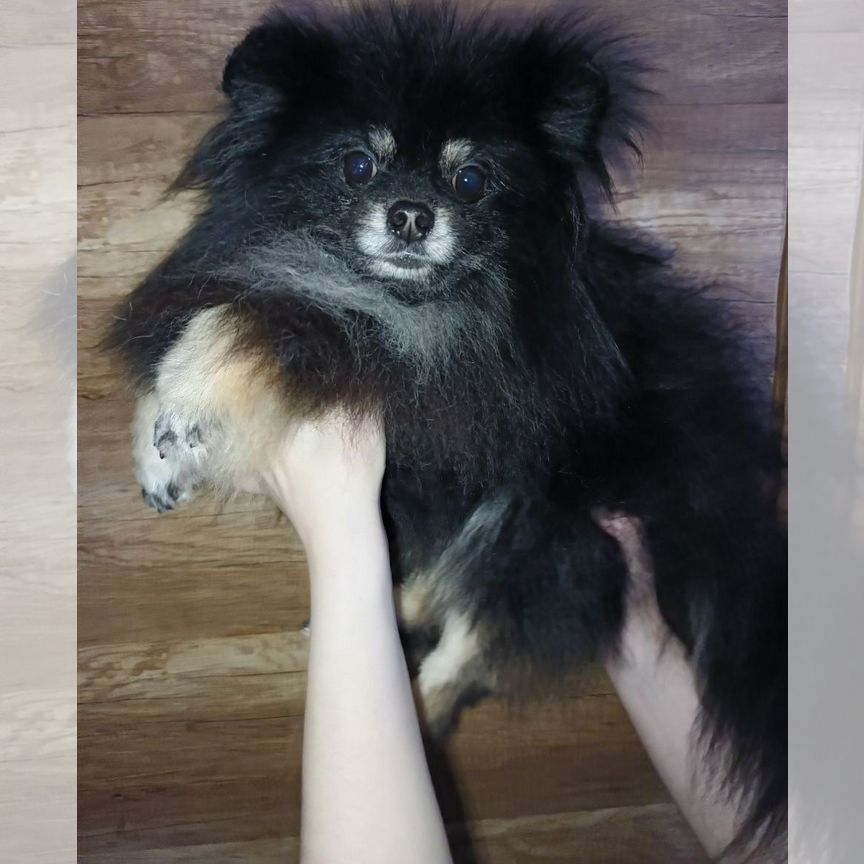 Померанский шпиц, взрослый пёс