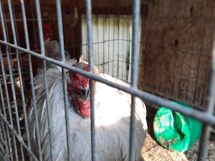 Петух амераукана