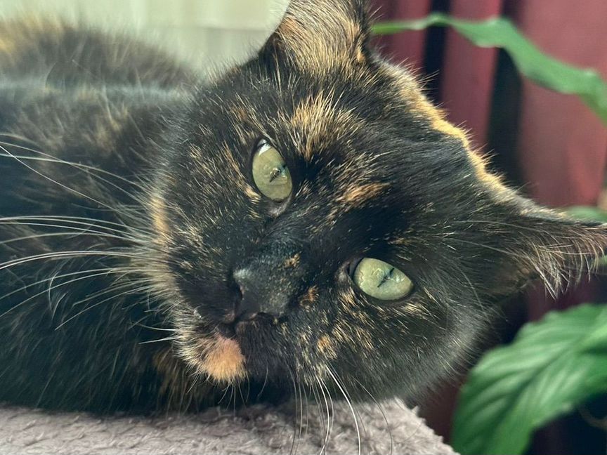 Кошечку нашли выброшенной у реки