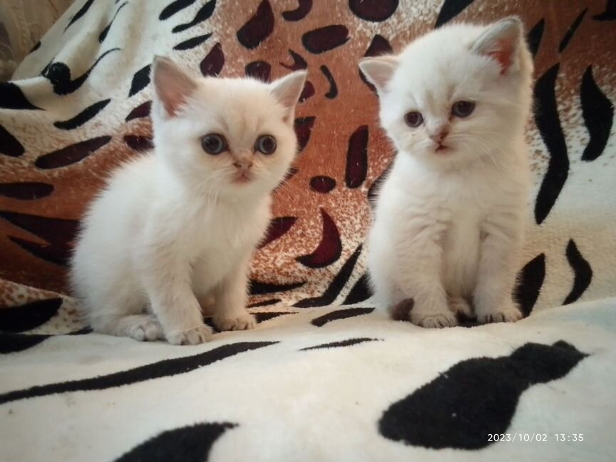 Котята шотландские