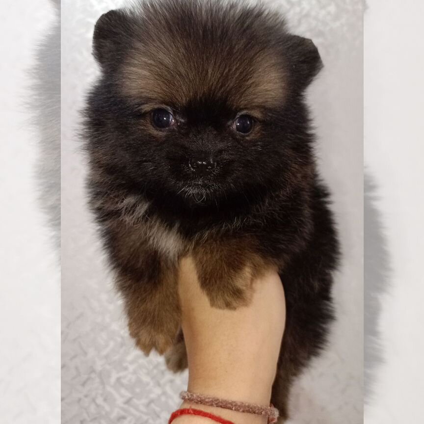 Померанский шпиц, щенок
