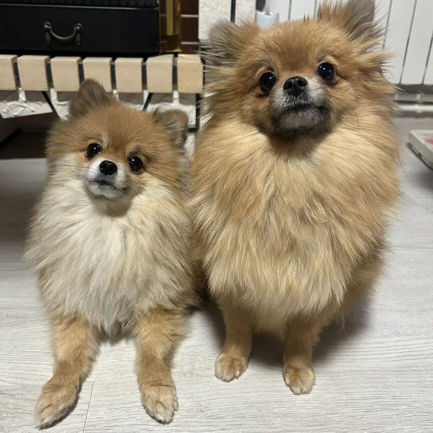 Померанский шпиц, щенок