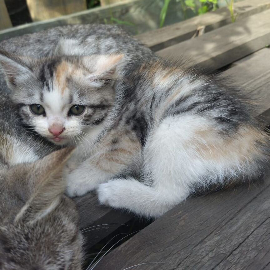 Котёнок, трехцветная девочка