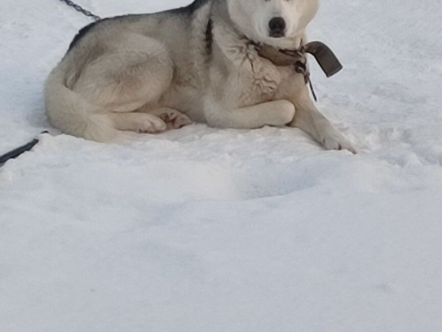 Собака породы Хаски, в добрые руки отдам бесплатно