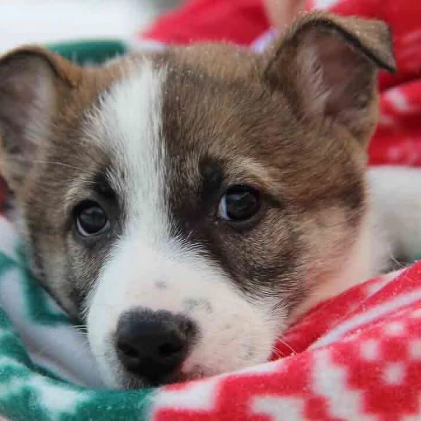 Щенки ищут дом