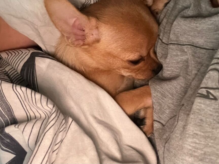 Чихуахуа мальчик щенок