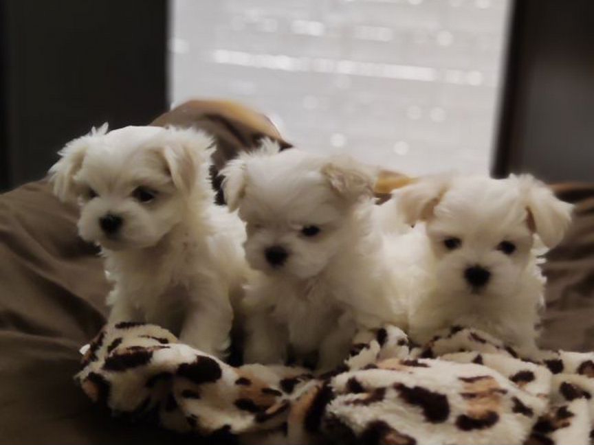 Щенки девочка и мальчики мальтезе