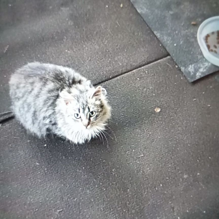 Котенок в добрые руки