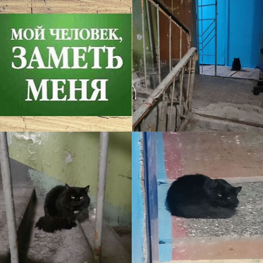Котик в подьезде