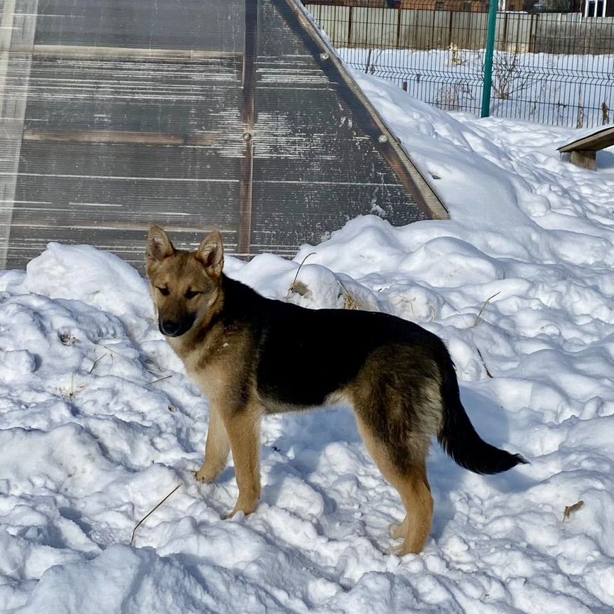 Овчароидная девочка щенок в добрые руки