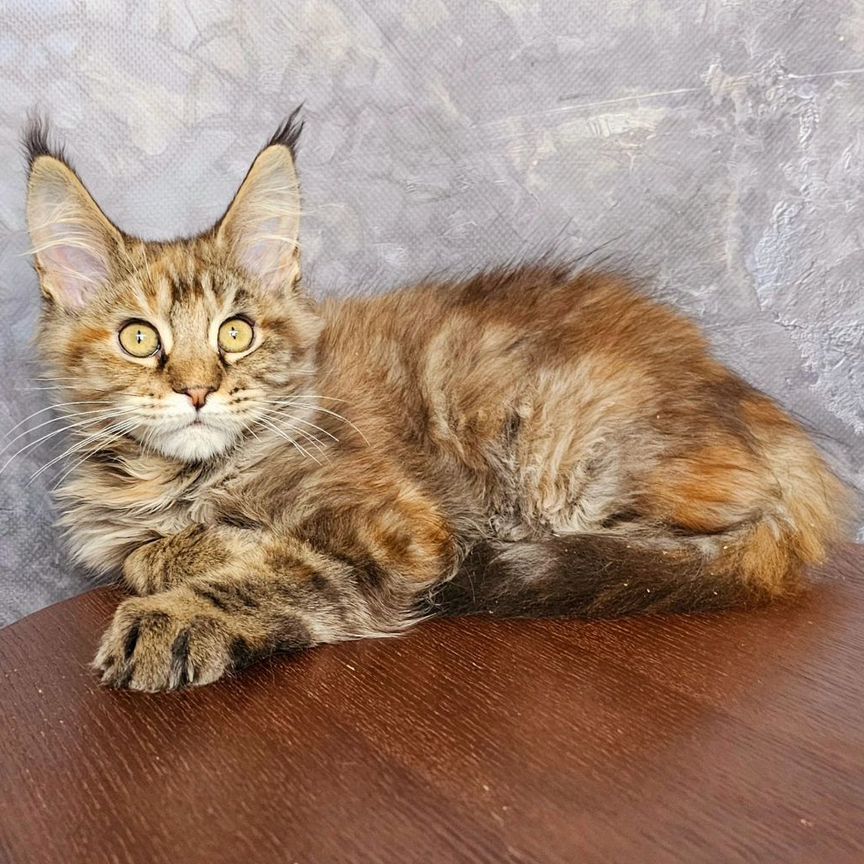 Котята мейн-кун