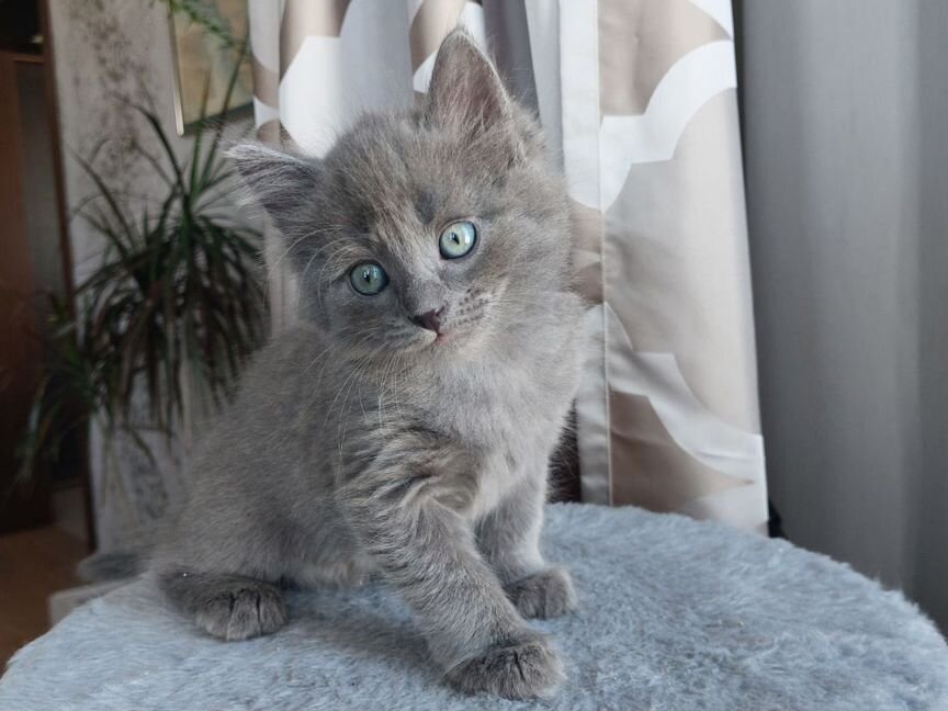 Кошка