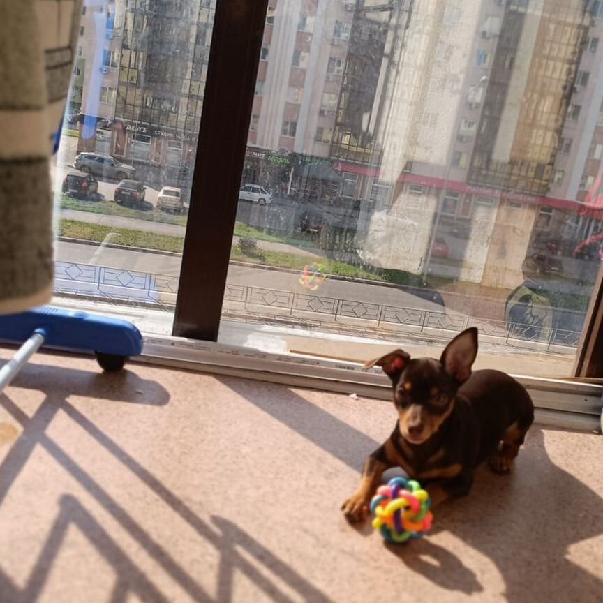 Той терьер