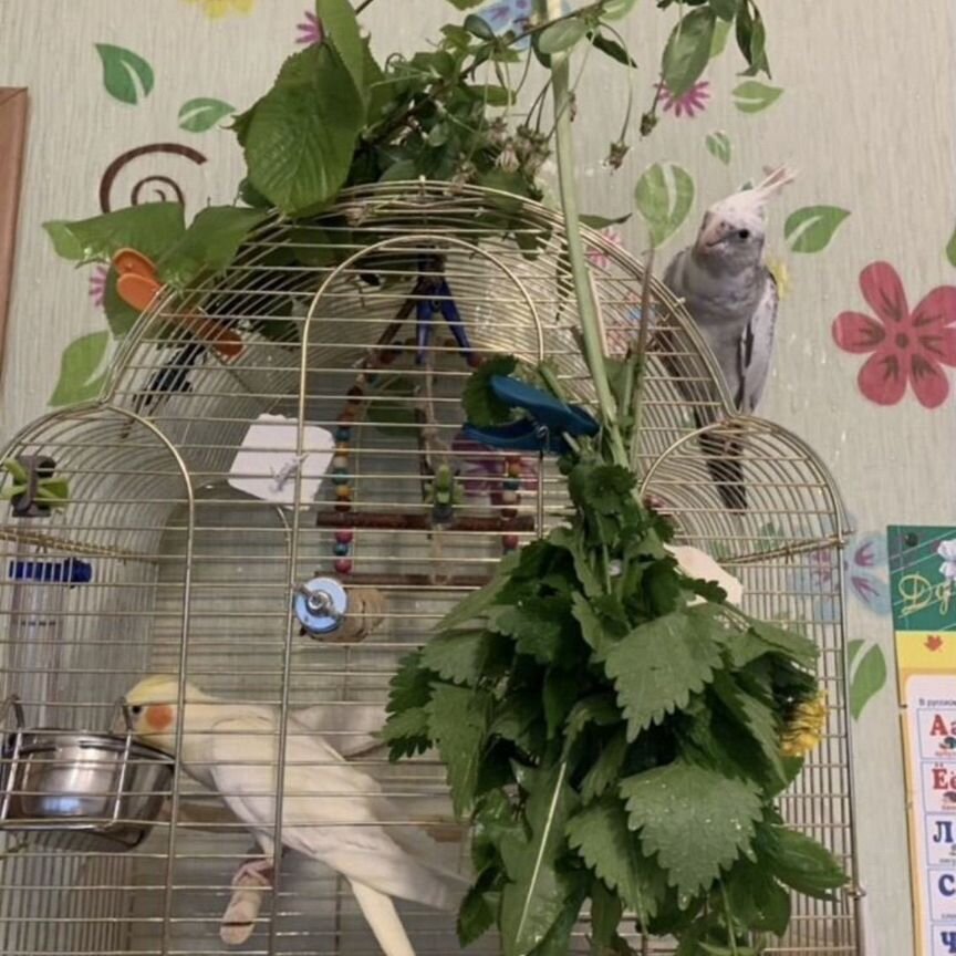 Птицы корелла