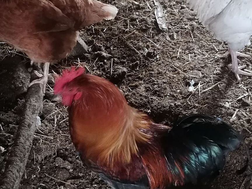 Московская черная, петух 10месяцев