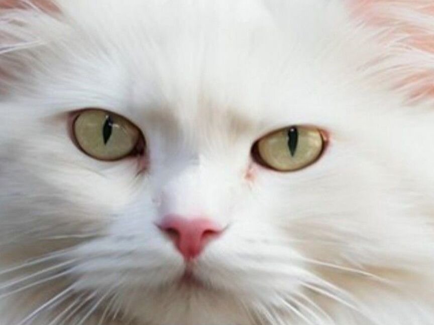 Потерялась кошка. Выпрыгнула из окна