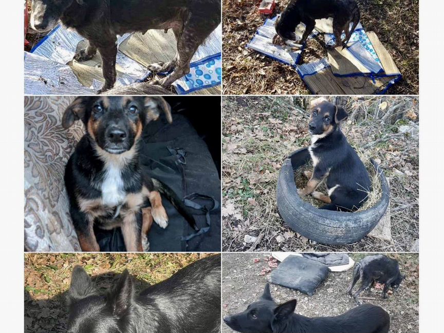 Собака в добрые руки