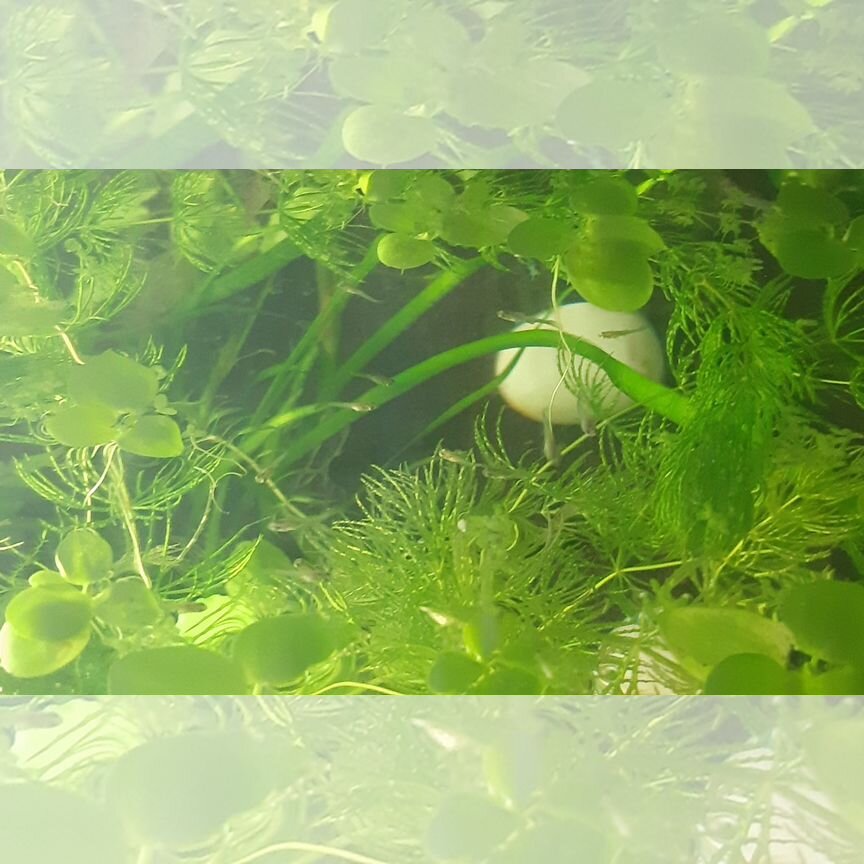 Мальки гуппи