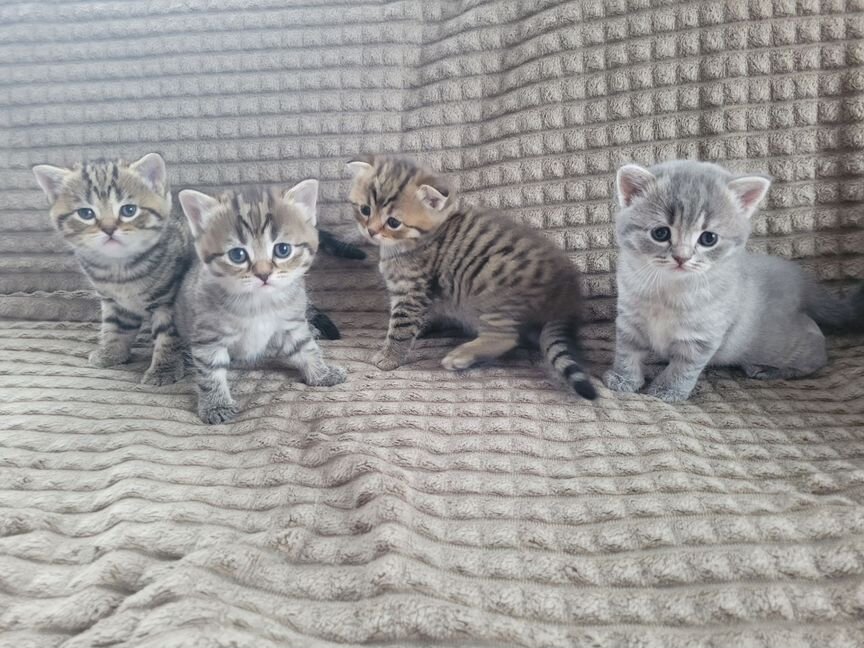 Шотландские котята