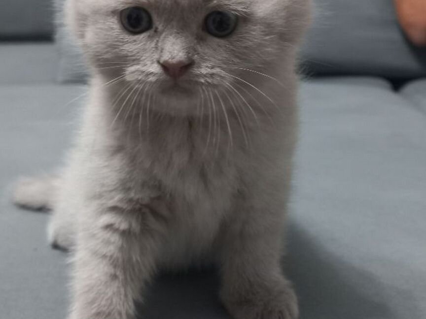 Отдам в добрые руки за небольшое вознаграждение