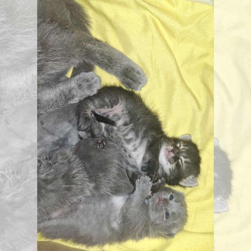 Котёнок в добрые руки
