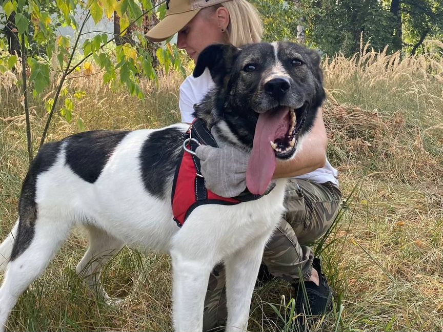 Собака Глория из приюта в поисках семьи