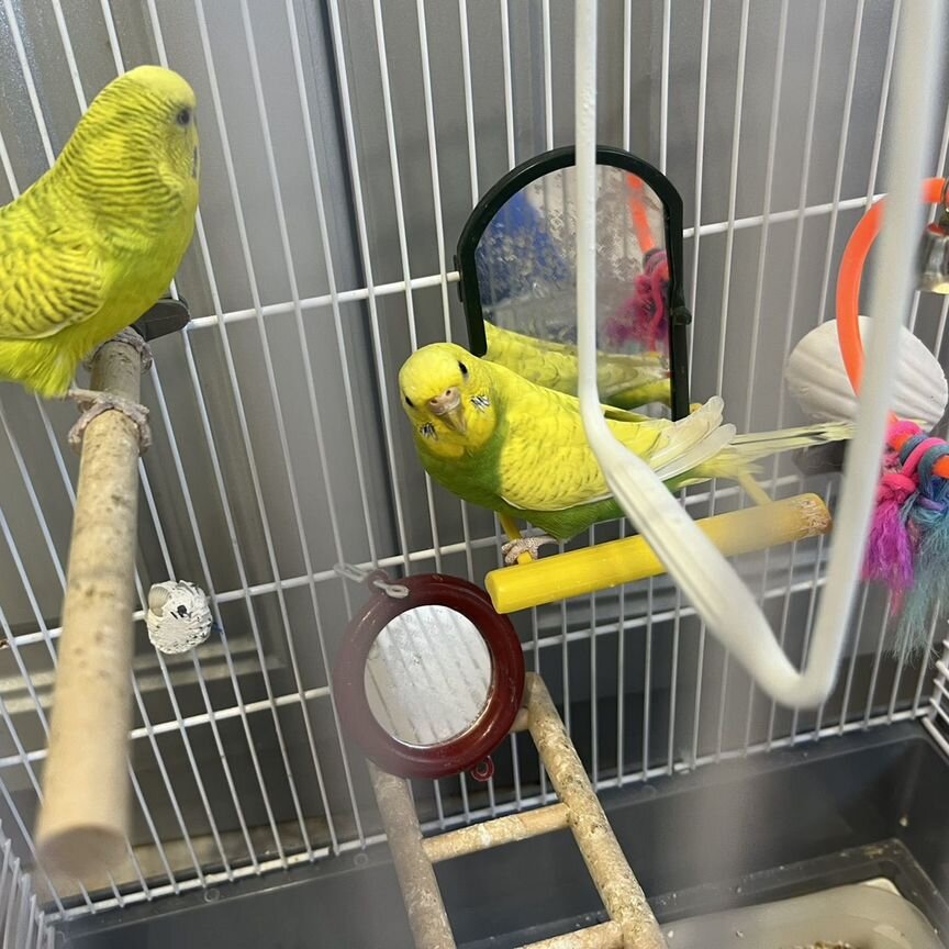 Попугаи волнистые