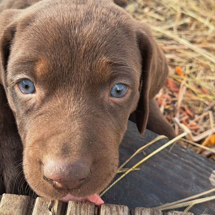 Отдам в добрые руки