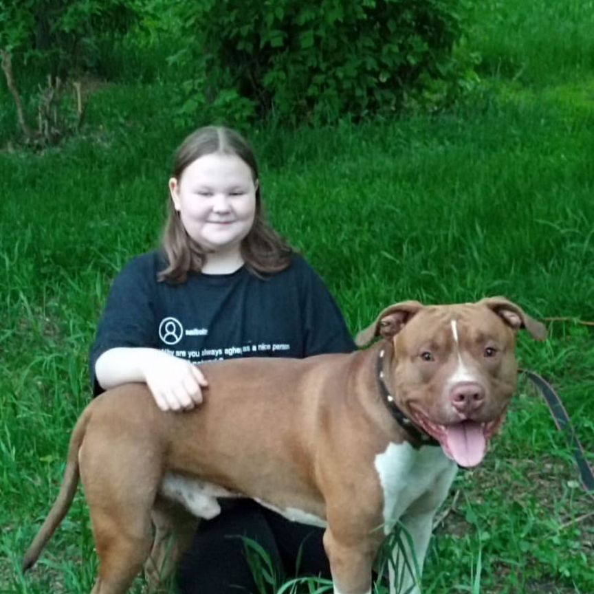 Питбуль мальчик 2 года отдам в добрые руки