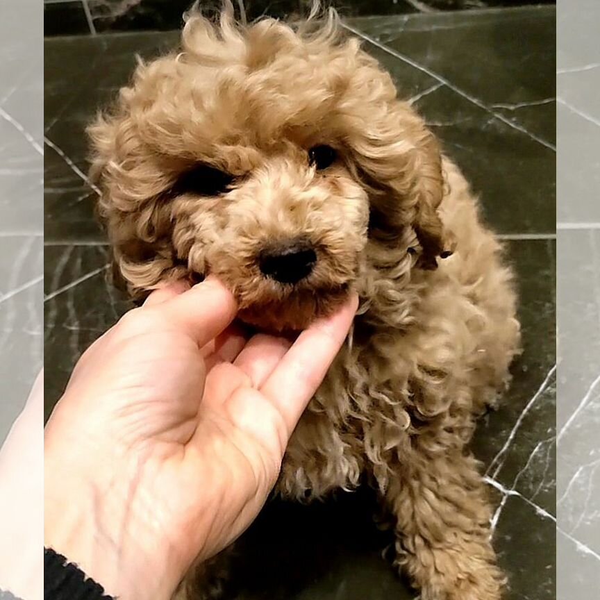 Той-пудель, щенок