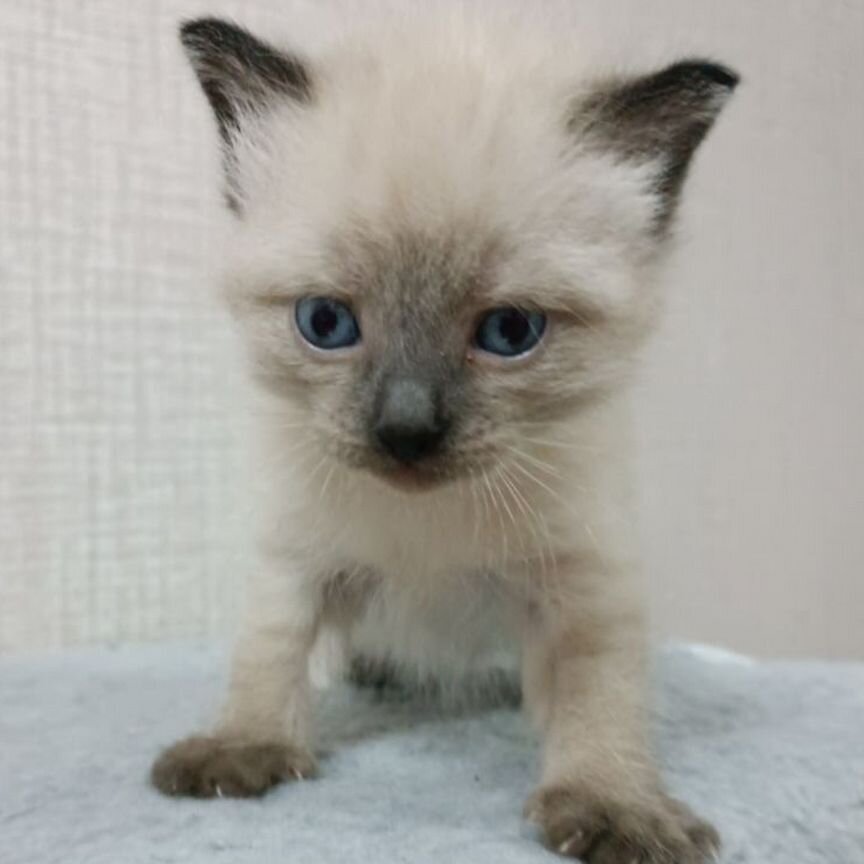 Невский маскарадный котёнок