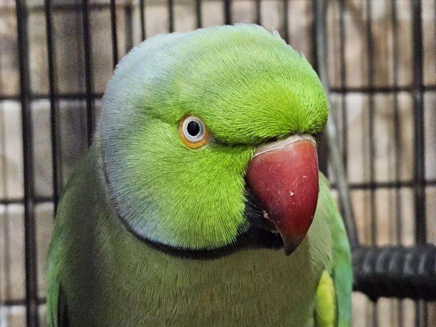 Ожереловый попугай