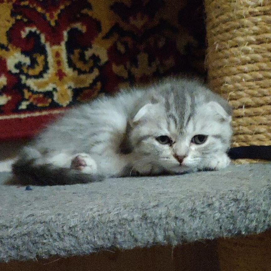 Шотландский вислоухий короткошёрстный котёнок