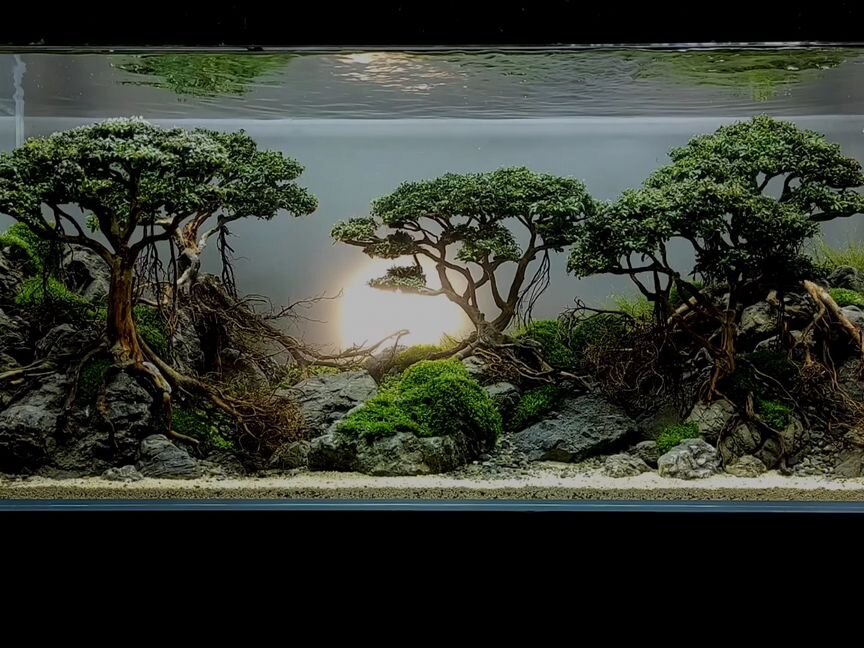 Оформление аквариума,консультации,коряги