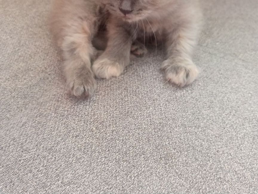 Котята в заботливые руки