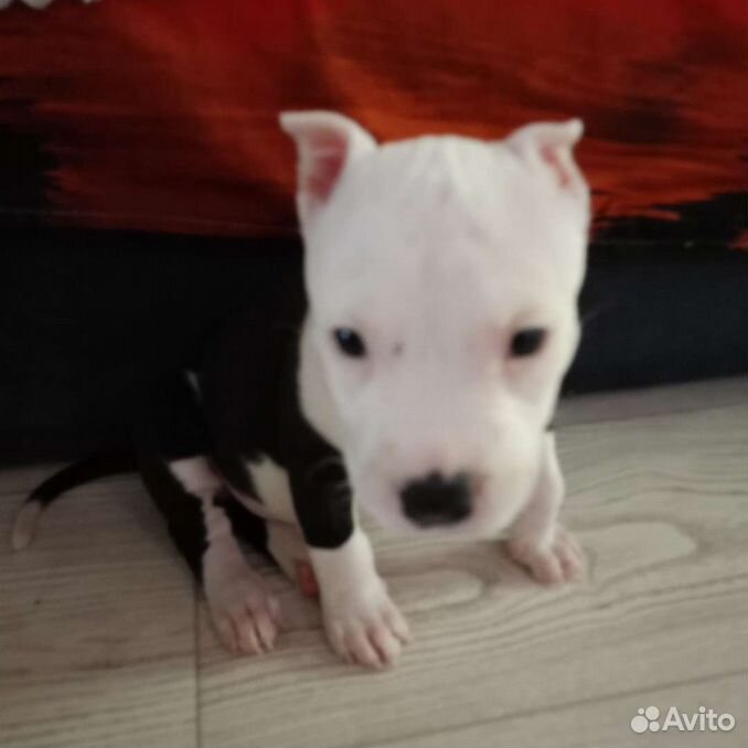 Щенки амстаффа осталась одна девочка