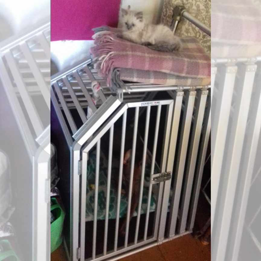 Клетка для перевозки крупных собак в самолете