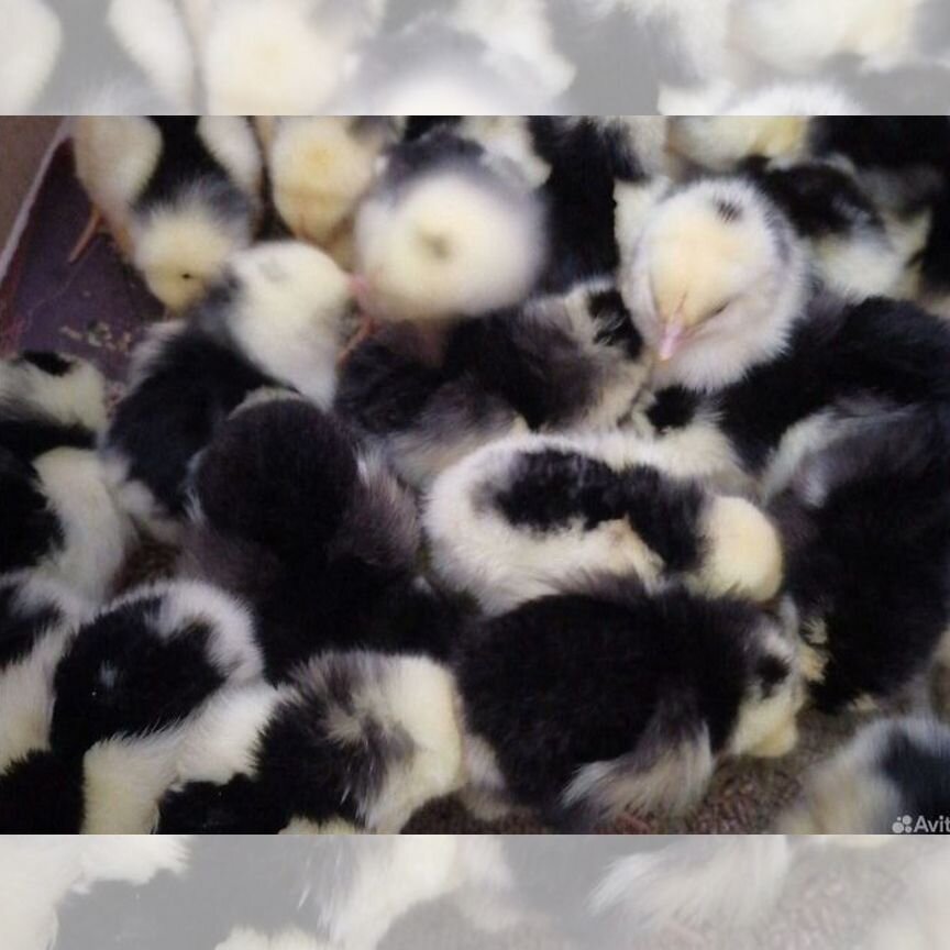 Цыплята суточные