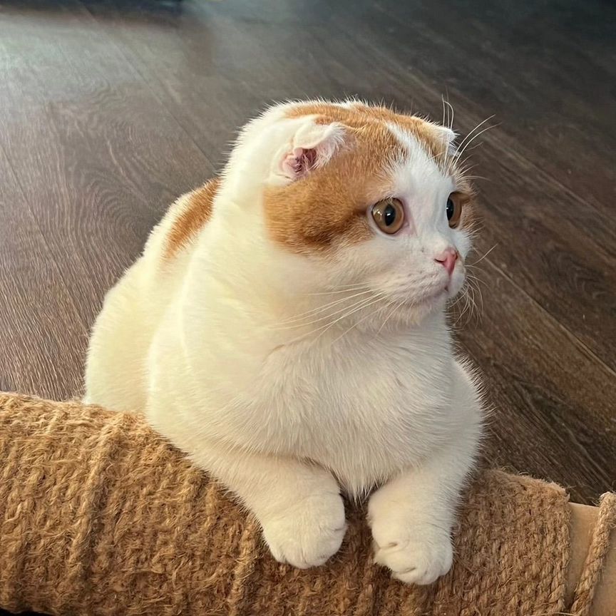 Британский вислоухий кот