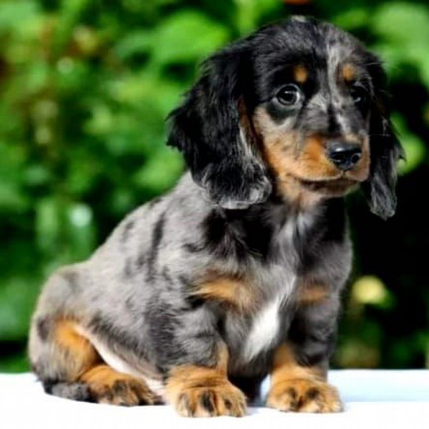 Русский кокер спаниель