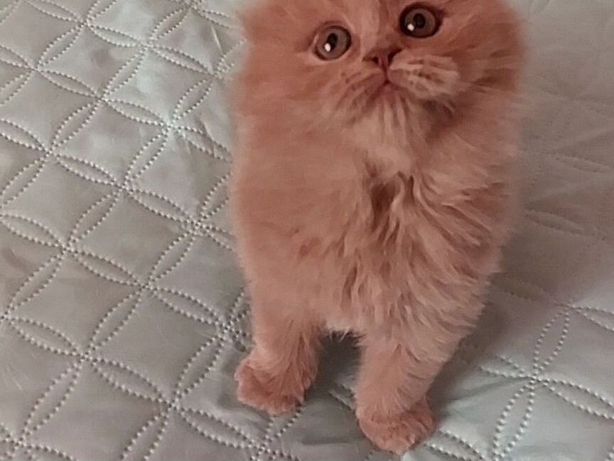 Шотландский вислоухий котёнок, прямоухий кот