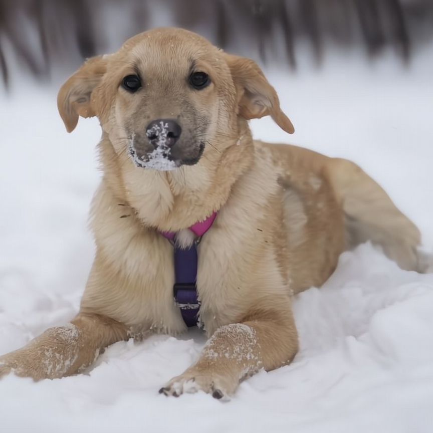 Щенок в добрые руки