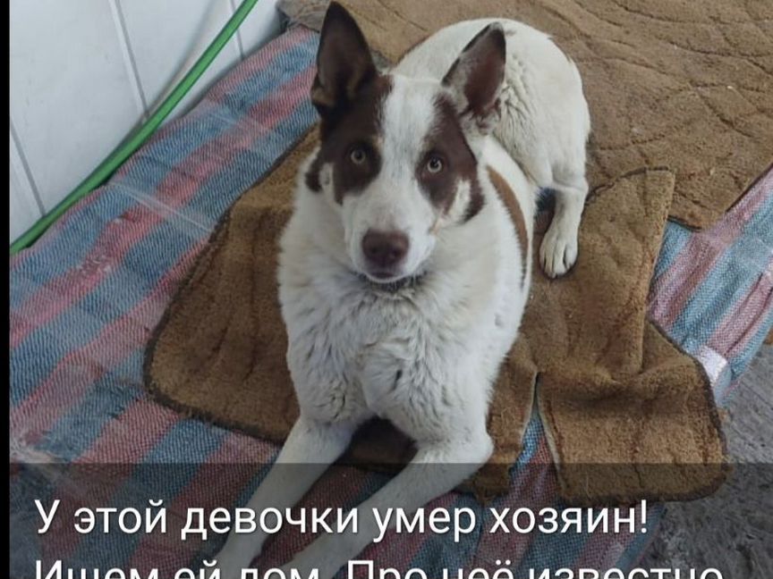 Собака просто лучшая в беде