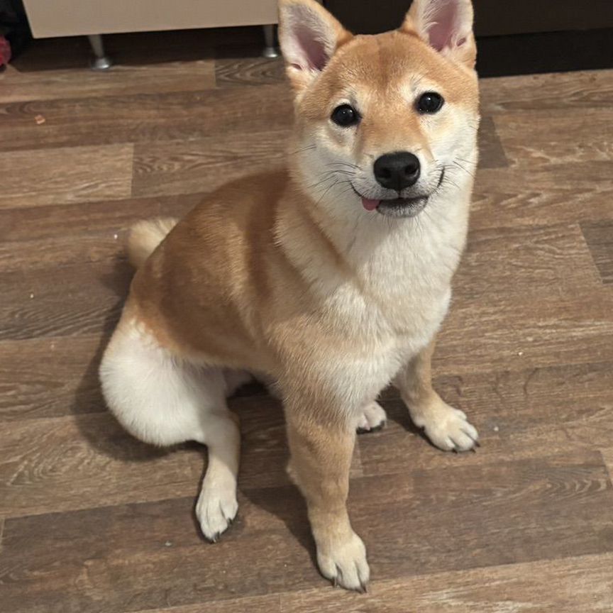 Сиба-ину, щенок