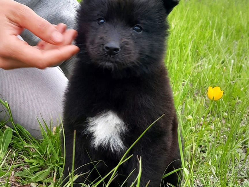 Щенки бельгийской овчарки Грюнендаль